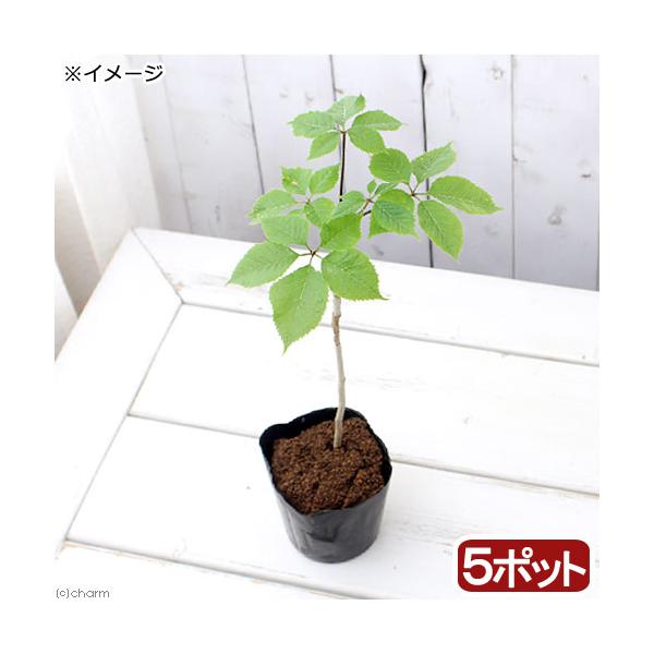 _gardening　ガーデニング　観葉植物　苗　果樹苗木　山菜　家庭菜園　タラノ木　ウコギ科　ウコギ属　キンシツ　ゴンゼツ　落葉高木　20170325　ＮＴ　コシアブラ　Ａｃａｎｔｈｏｐａｎａｘ　ｓｃｉａｄｏｐｈｙｌｌｏｉｄｅｓ　育て方　...