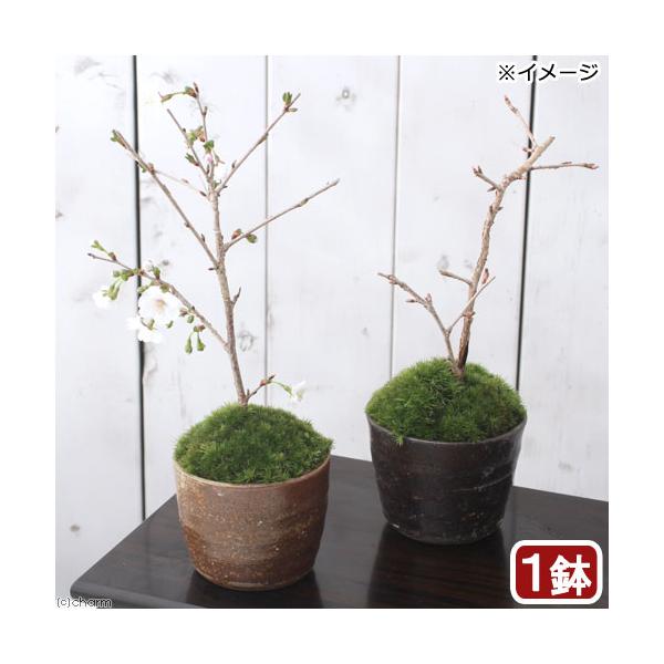 _gardening　_interior　ガーデニング　emporio　all_plants　花　苗　桜　サクラ　f_yoseue　masikoyakiue　int_bonsai　masiko_plants　masiko_sanya　私のオ...