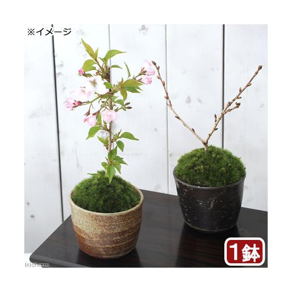 _gardening　ガーデニング　山野草　サクラ　NT　20141114　植物　植物生体　ガーデニング生体　育て方　育成方法　栽培方法　お正月　縁起樹　縁起木　御殿場桜　ゴテンザクラ　ごてんばざくら　桜　シンボルツリー　盆栽苗　盆栽　ga...