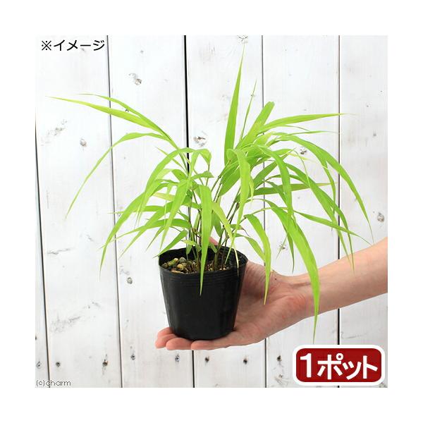 _gardening　ガーデニング　山野草　テラリウム　RM　20180524　sannyasou_2014　greepla10bai1406　gar0620_sanya　植物　植物生体　ガーデニング生体　育て方　育成方法　栽培方法　フウチ...
