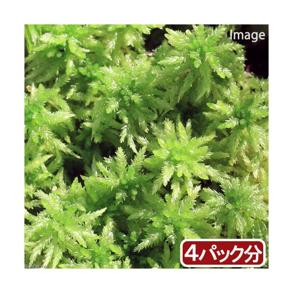 paludariumplants　パルダリウム　テラリウム　_hachu　_kame　_gardening　コケシリーズ　aquaterrarium　ガーデニング　観葉植物　苔　all_plants　両爬向き植物　盆栽　ビバリウム　アクアテ...