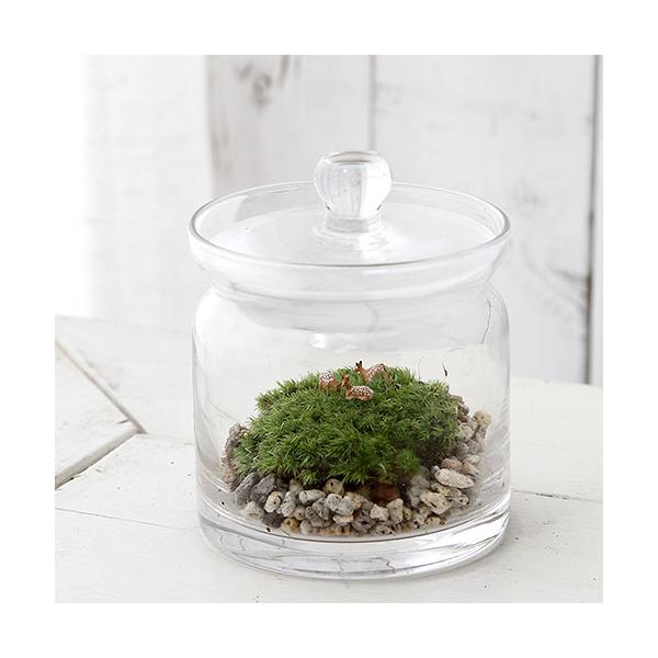 line2462terarium　koketera　ＭＳ34　_hachu　コケシリーズ　terrarium　苔Ｔｅｒｒａシリーズ　ガーデニング　観葉植物　ギフト　苔テラリウム　コケテラリウム苔盆栽　20181214　ＲＭ　水草　流木　石　...