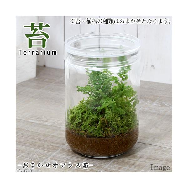 line2462terarium　koketera　ＭＳ34　_hachu　苔Ｔｅｒｒａシリーズ　テラリウムガラス　テラリウムキット　コケシリーズ　terrarium　ガーデニング　観葉植物　ギフト　苔テラリウム　コケテラリウム　苔盆栽　2...