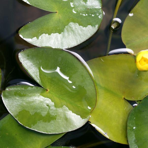 _aqua　_gardening　ビオトープ　ガーデニング　水辺植物　その他水辺植物　all_plants　植物　植物生体　ガーデニング生体　育て方　育成方法　栽培方法　20190811　ＲＭ　コウホネ　ヒメコウホネ　姫河骨　河骨　opa2...