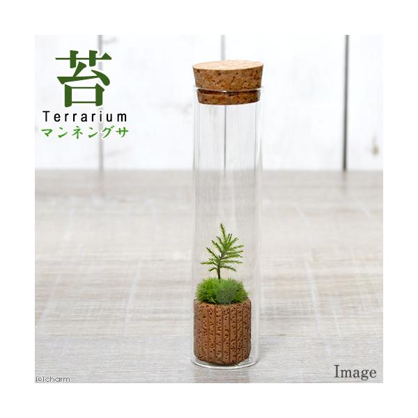 line2462terarium　_interior　_gardening　_aqua　koketera　ＭＳ34　_hachu　苔Ｔｅｒｒａシリーズ　テラリウムガラス　テラリウムキット　コケシリーズ　terrarium　ガーデニング　観葉...