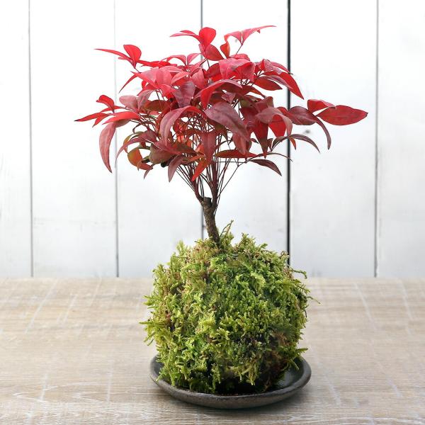 _gardening　_interior　ガーデニング　emporio　all_plants　花　苗　f_yoseue　masikoyakiue　int_bonsai　masiko_plants　masiko_sanya　私のオアシスシリー...