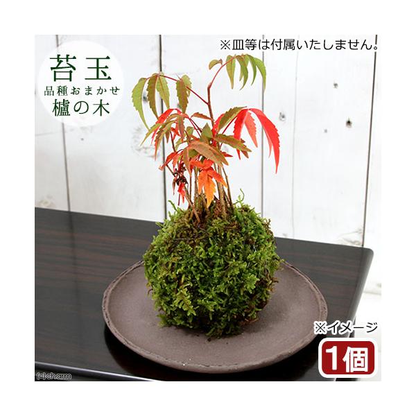 _gardening　_interior　ガーデニング　emporio　all_plants　花　苗　f_yoseue　masikoyakiue　int_bonsai　masiko_plants　masiko_sanya　私のオアシスシリー...