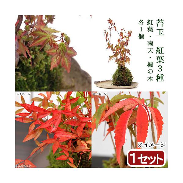 _gardening　_interior　ガーデニング　emporio　all_plants　花　苗　f_yoseue　masikoyakiue　int_bonsai　masiko_plants　masiko_sanya　私のオアシスシリー...