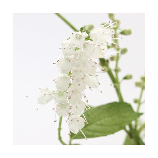 _gardening　ガーデニング　山野草　シソ科　Ｋｅｉｓｋｅａ　ｊａｐｏｎｉｃａ　花壇苗　グランドカバー　苗　霜柱　雪寄草　ユキヨセソウ　20181127　ＲＭ　植物　植物生体　ガーデニング生体　育て方　育成方法　栽培方法　シモバシラ属...