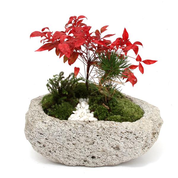 _gardening　ガーデニング　山野草　寄せ植え　苔盆栽　抗火石鉢植え　山野草おまかせ　20181209　ＲＭ　インテリア　盆栽／和モダン　インテリア・雑貨　グリーン　盆栽　fk_bonsai　観葉　新春　お正月　2019　jityu　...