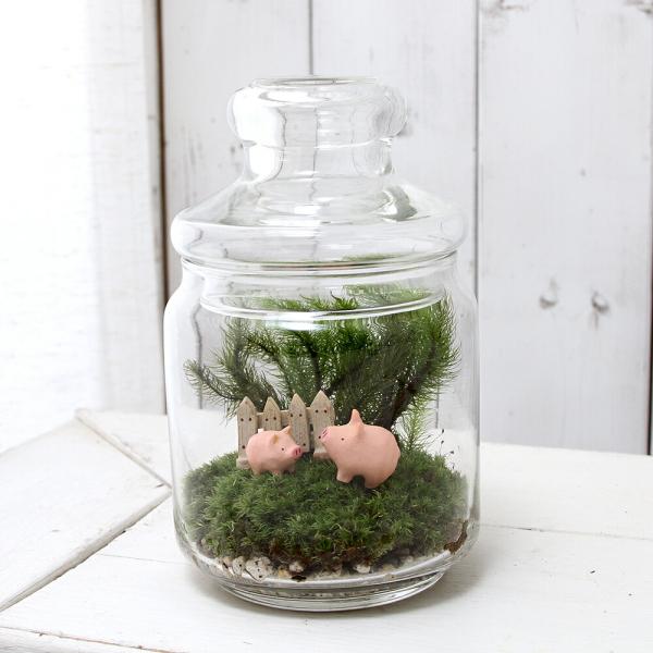 line2462terarium　koketera　ＭＳ34　_hachu　コケシリーズ　terrarium　苔Ｔｅｒｒａシリーズ　テラリウムガラス　テラリウムキット　ガーデニング　観葉植物　苔テラリウム　コケテラリウム　苔盆栽　20181...