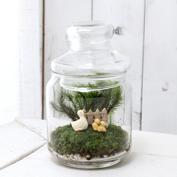 line2462terarium　koketera　ＭＳ34　_hachu　コケシリーズ　terrarium　苔Ｔｅｒｒａシリーズ　テラリウムガラス　テラリウムキット　ガーデニング　観葉植物　苔テラリウム　コケテラリウム　苔盆栽　20181...
