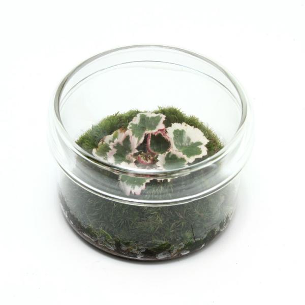 line2462terarium　koketera　ＭＳ34　_hachu　コケシリーズ　terrarium　苔Ｔｅｒｒａシリーズ　テラリウムガラス　テラリウムキット　ガーデニング　観葉植物　苔テラリウム　コケテラリウム　苔盆栽　20190...