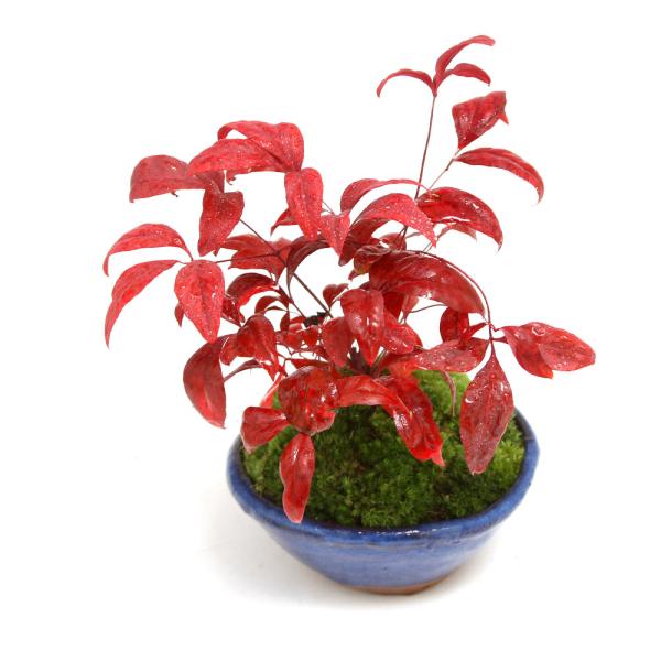 _interior　_gardening　ガーデニング　山野草　寄せ植え　koukaseki_series　sannyasou_2014　20190102　ＲＭ　植物　植物生体　育て方　育成方法　栽培方法　koke_toki　koke_kw...