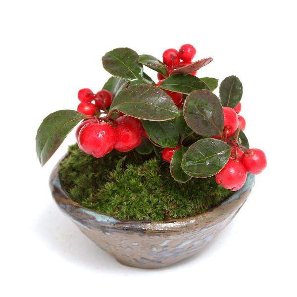 _interior　_gardening　ガーデニング　山野草　寄せ植え　koukaseki_series　sannyasou_2014　20190102　ＲＭ　植物　植物生体　育て方　育成方法　栽培方法　koke_toki　koke_kw...