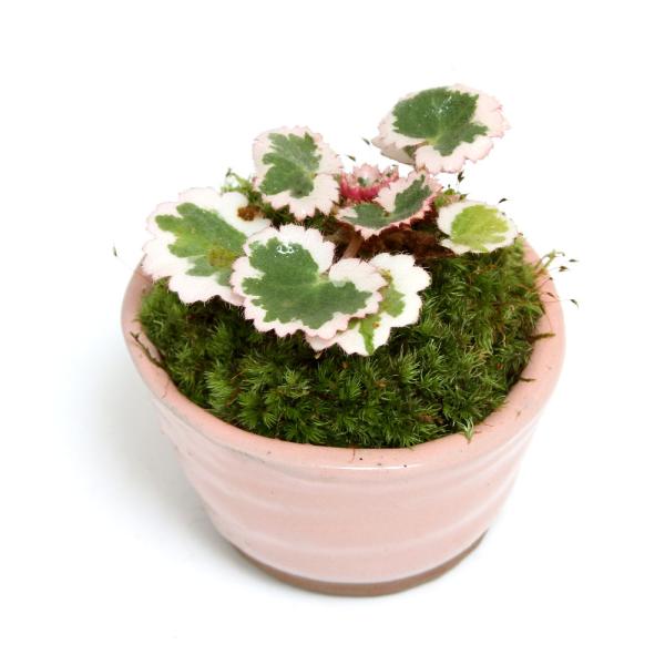 _interior　_gardening　ガーデニング　山野草　寄せ植え　koukaseki_series　sannyasou_2014　20190102　ＲＭ　植物　植物生体　育て方　育成方法　栽培方法　koke_toki　koke_kw...