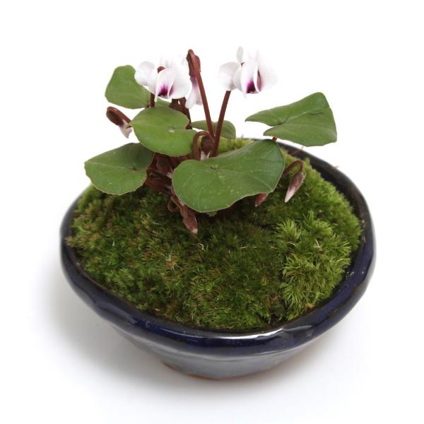 _interior　_gardening　ガーデニング　山野草　寄せ植え　koukaseki_series　sannyasou_2014　20190113　ＲＭ　植物　植物生体　育て方　育成方法　栽培方法　koke_toki　koke_kw...