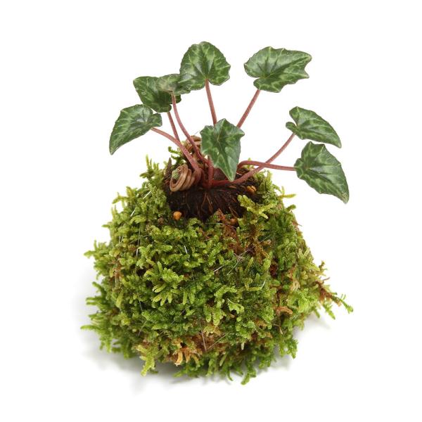 こけだま　苔玉　ガーデニング　コケ　苔　ガーデニング　観葉植物　20190113　ＲＭ　こけだま　植物　植物生体　ガーデニング生体　育て方　育成方法　栽培方法　こけ玉　コケダマ　和　和風　侘び寂び　わびさび　mrs1802_2pu5_kok...