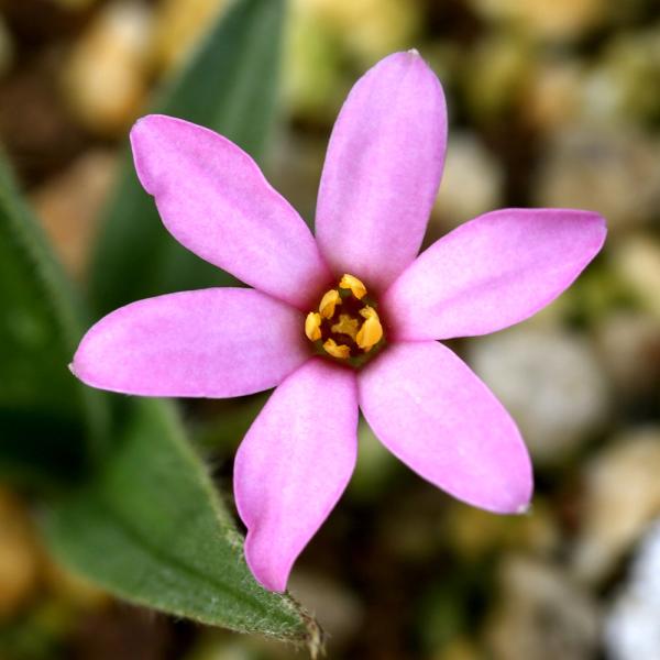 ガーデニング　_gardening　苗　鉢植え　ポット　ガーデニング生体　育て方　育成方法　栽培方法　管理方法　植物　植物生体　花　アッツザクラ　Ｒｈｏｄｏｈｙｐｏｘｉｓ　‘Ｈｅｂｒｏｎ　ｆａｒｍ’　ロードヒポキシス　アッツ桜　ヘブロンファ...