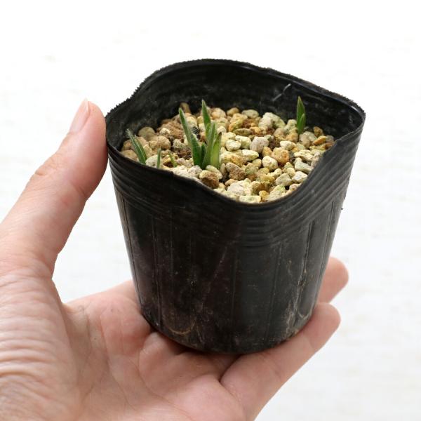 ガーデニング　_gardening　苗　鉢植え　ポット　ガーデニング生体　育て方　育成方法　栽培方法　管理方法　植物　植物生体　花　アッツザクラ　Ｒｈｏｄｏｈｙｐｏｘｉｓ　‘Ｏｄｏｒｉｋｏ’　ロードヒポキシス　アッツ桜　踊り子　オドリコ　2...