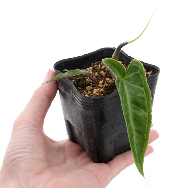 kotenplant　_gardening　ガーデニング　山野草　球根　半夏　烏柄杓　カラスビシャク　20190323　ＲＭ　gar0620_sanya　植物　植物生体　ガーデニング生体　育て方　育成方法　栽培方法　039_list　サトイ...