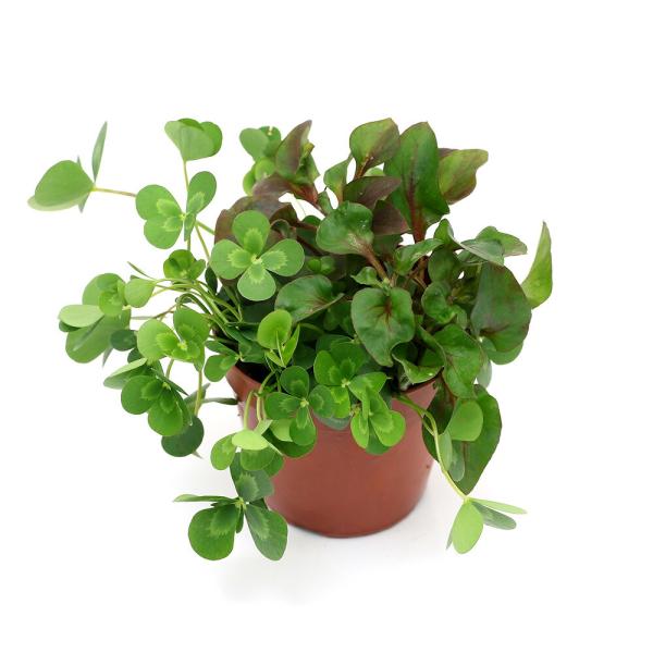 wpgroupplanting　_aqua　_gardening　ビオトープ　水辺植物　ムチカの寄せ植え　ＮＫＢ　20140727　ムチカ　アルターレッド　ガーデニング　その他水辺植物　金魚・メダカ・錦鯉・日淡　スイレン・ハス・水辺植物　植...