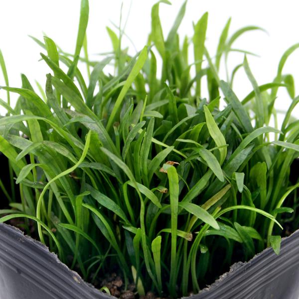 _gardening　金魚・メダカ　ビオトープ　ガーデニング　水辺植物　その他水辺植物　育て方　育成方法　栽培方法　湿生植物　水草　抽水植物　沈水植物　アクアリウム　産卵床　メダカ　産卵　隠れ家　小型　前景　へびくびそう　セリ科　リラエオプ...