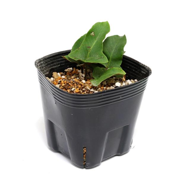 _hachu　_kame　_gardening　ガーデニング　山野草　観葉植物　ビバリウム　アクアテラリウム　パルダリウム　水草　着生シダ　Ｐｙｒｒｏｓｉａ　ｈａｓｔａｔａ　ＲＭ　20190323　sannyasou_2014　greepl...