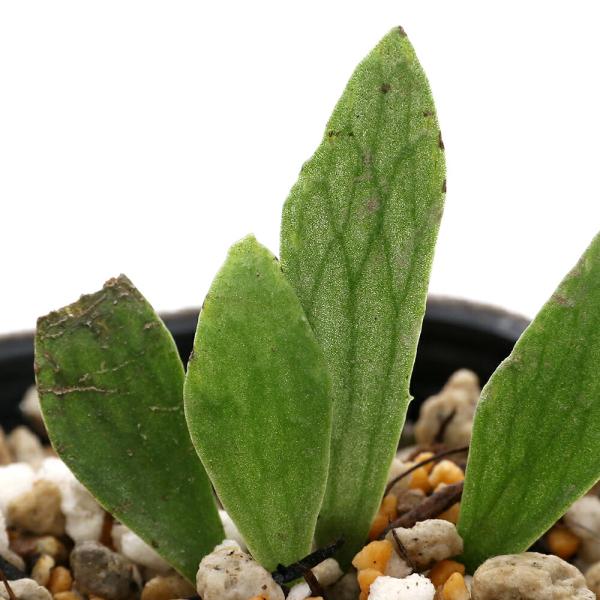 paludariumplants　パルダリウム　テラリウム　_gardening　山野草　観葉植物　園芸　ガーデニング　ビバリウム　アクアテラリウム　水草　着生シダ　しだ　Ａｎｔｒｏｐｈｙｕｍ　ｏｂｏｖａｔｕｍ　植物　植物生体　ガーデニング...