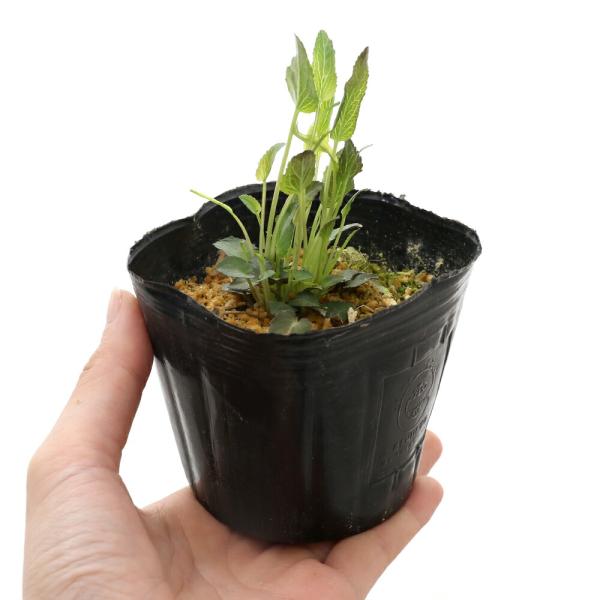 _gardening　ガーデニング　山野草　山菜　キキョウ　Ｐｈｙｔｅｕｍａ　ｓｃｈｅｕｃｈｚｅｒｉ　タマシャジン　玉沙参　20190415　RM　花苗　花壇苗　植物　植物生体　ガーデニング生体　育て方　育成方法　栽培方法　キキョウ科　シデ...