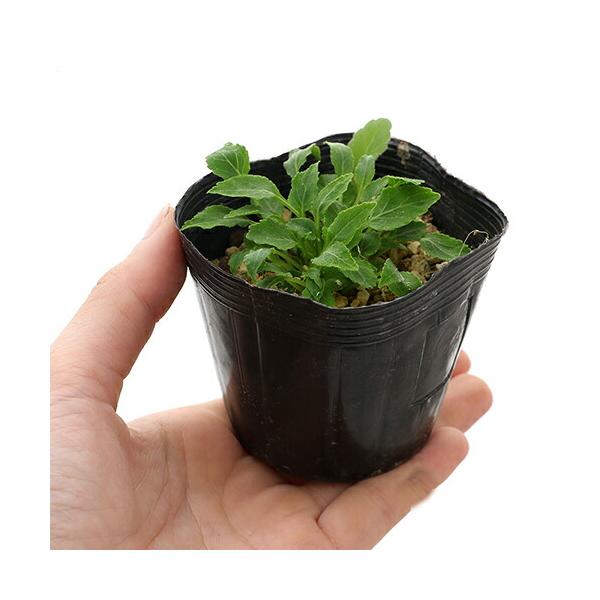_gardening　ガーデニング　山野草　RM　20190415　sannyasou_2014　イワシャジン　gar_sanya1410　vD9WBy2_bitp　v9Wy_vBQTd5　s31Irb6_bitp　s31b_CsrJcm　...