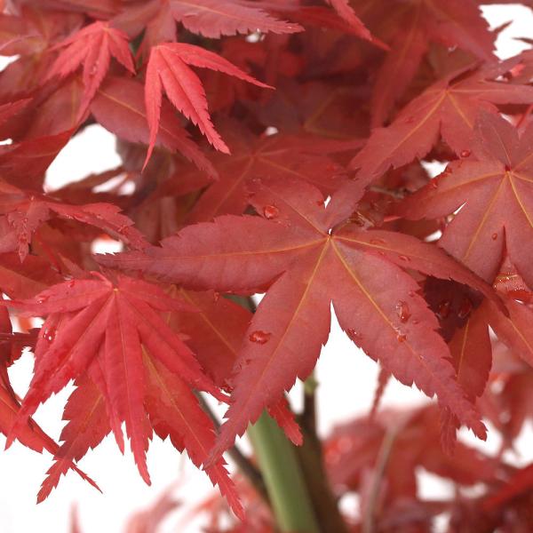kotenplant　_gardening　観葉植物　苗　鉢植え　ポット　ガーデニング生体　育て方　育成方法　栽培方法　管理方法　植物　植物生体　植木　種類　剪定　園芸　山野草　モミジ　紅葉　椛　イロハモミジ　色葉もみじ　苗木　カエデ　楓　...