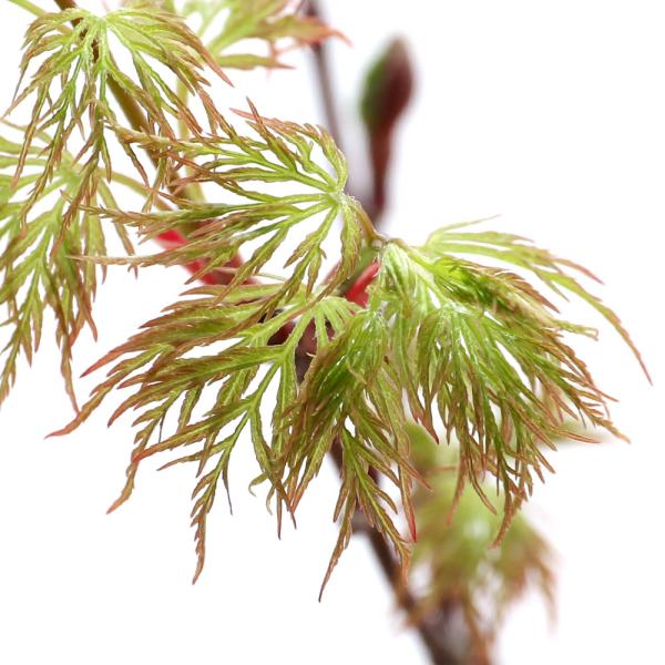 kotenplant　_gardening　観葉植物　苗　鉢植え　ポット　ガーデニング生体　育て方　育成方法　栽培方法　管理方法　植物　植物生体　植木　種類　剪定　園芸　山野草　モミジ　紅葉　椛　イロハモミジ　色葉もみじ　苗木　カエデ　楓　...