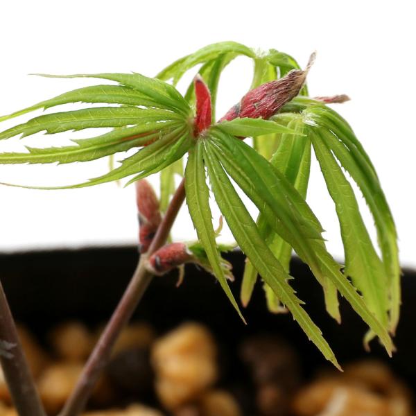 kotenplant　_gardening　観葉植物　苗　鉢植え　ポット　ガーデニング生体　育て方　育成方法　栽培方法　管理方法　植物　植物生体　植木　種類　剪定　園芸　山野草　モミジ　紅葉　椛　イロハモミジ　色葉もみじ　苗木　カエデ　楓　...