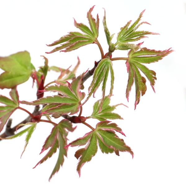 kotenplant　_gardening　観葉植物　苗　鉢植え　ポット　ガーデニング生体　育て方　育成方法　栽培方法　管理方法　植物　植物生体　植木　種類　剪定　園芸　山野草　モミジ　紅葉　椛　イロハモミジ　色葉もみじ　苗木　カエデ　楓　...