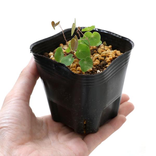 _gardening　ガーデニング　山野草　all_plants　Ｅｐｉｍｅｄｉｕｍ　ｄｉｐｈｙｌｌｕｍ　三枝九葉草　植物　植物生体　ガーデニング生体　20190506　ＲＭ　育て方　育成方法　栽培方法　bnr_hrgmgr　錨草　白花梅花...