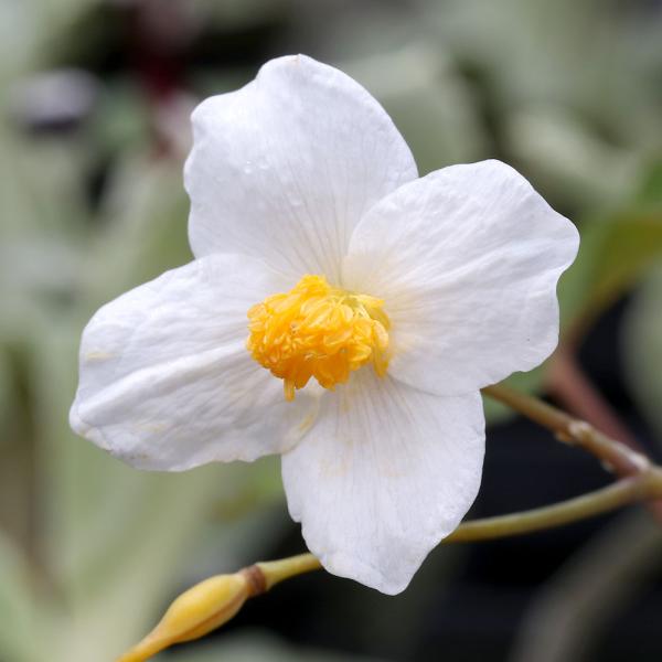 _gardening　ガーデニング　山野草　Ｅｏｍｅｃｏｎ　ｃｈｉｏｎａｎｔｈａ　20190503　RM　植物　植物生体　ガーデニング生体　育て方　育成方法　栽培方法　白雪芥子　シラユキゲシ　ゲシ　芥子　スノーポピー　エオメコン　ケシ科　エ...