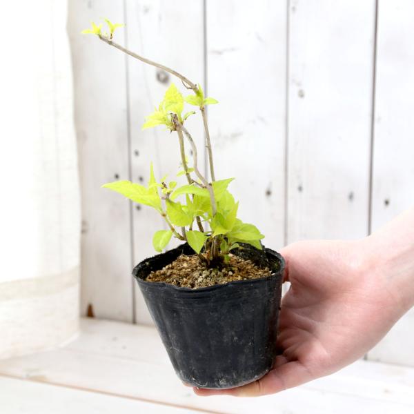 _gardening　ガーデニング　花　苗　山野草　山紫陽花　ヤマアジサイ　山あじさい　20190512　RM植物　植物生体　ガーデニング生体　育て方　育成方法　栽培方法　アジサイ　紫陽花　アジサイ科　アジサイ属　ユキノシタ科　ハイドランジ...