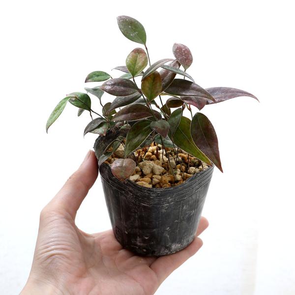 _gardening　ガーデニング　山野草　サルトリイバラ　Ｓｍｉｌａｘ　ｃｈｉｎａ　20190512　RM　greepla10bai1406　育て方　育成方法　栽培方法　bnr_hrgmgr　猿捕茨　ユリ科　シオデ属　サルトリイバラ科　ガ...