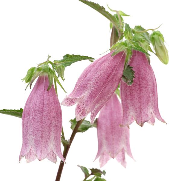 _gardening　ガーデニング　カンパニュラ　Ｃａｎｐａｎｕｌａ　ｐｕｎｃｔａｔａ　Ａｋｅｂｏｎｏ　キキョウ　山野草　テラリウム　ＲＭ　20190531　植物　植物生体　ガーデニング生体　育て方　育成方法　栽培方法　ホタルブクロ　蛍袋　...