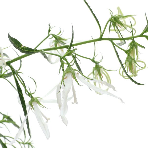 _gardening　ガーデニング　カンパニュラ　Ｃａｎｐａｎｕｌａ　ｐｕｎｃｔａｔａ　Ｌａｍ．　キキョウ　山野草　テラリウム　植物　植物生体　ガーデニング生体　育て方　育成方法　栽培方法　ホタルブクロ　蛍袋　シロイトホタルブクロ　白糸蛍袋...