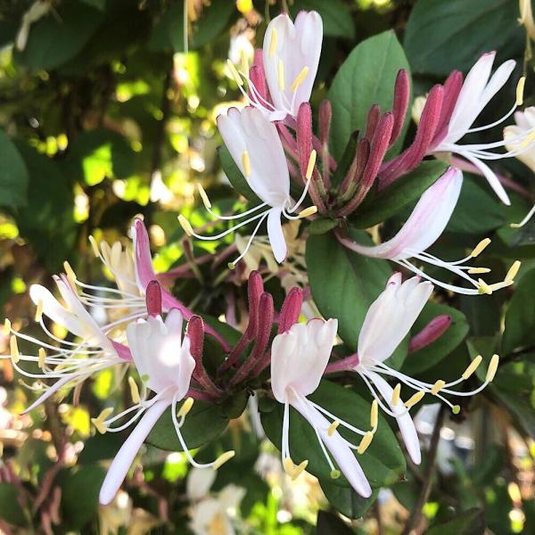 _gardening　ガーデニング　花　苗　植木シリーズ　吸い葛　忍冬　金銀花　ハニーサックル　Ｌａｎｉｃｅｒａ　ｊａｐｏｎｉｃａ　ロニセラ　ロニケラ　ツキヌキニンドウ　突抜忍冬　20190609　ＲＭ　植物　植物生体　ガーデニング生体　育...