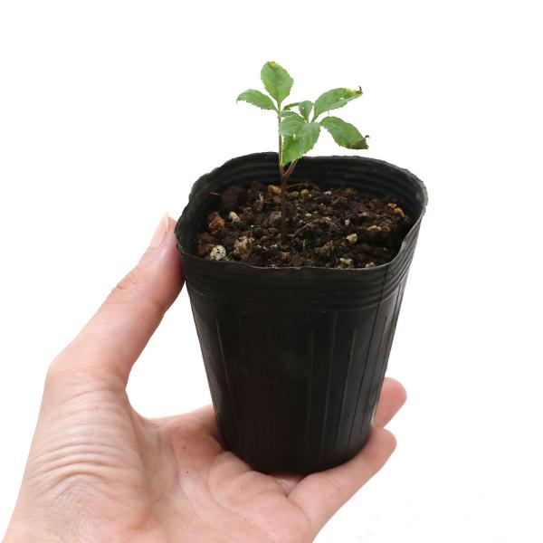 ガーデニング　_gardening　苗　野菜苗　鉢植え　ポット　育て方　育成方法　栽培方法　植物　植物生体　家庭菜園　山菜　高麗人参　高麗ニンジン　朝鮮人参　朝鮮ニンジン　こうらいにんじん　ちょうせんにんじん　オタネニンジン　御種人蔘　ウコ...