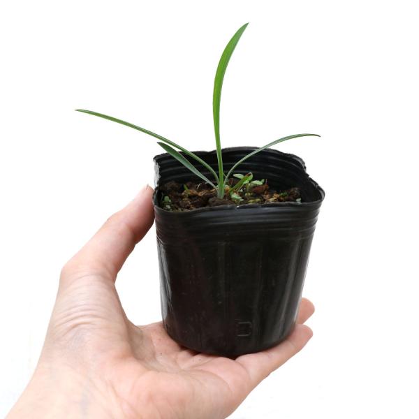 ガーデニング　_gardening　苗　鉢植え　ポット　ガーデニング生体　育て方　育成方法　栽培方法　植物　植物生体　ミシマサイコ　三島柴胡　セリ科　ミシマサイコ属　セリニンジン　Ｂｕｐｌｅｕｒｕｍ　ｓｃｏｒｚｏｎｅｒｉｆｏｌｉｕｍ　生薬　...