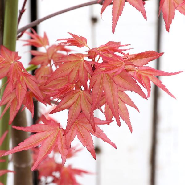 ガーデニング　山野草　もみじ　Ａｃｅｒ　ｓｐ．　カエデ　楓　紅葉　20150801　YS　育て方　育成方法　栽培方法　カエデ科　カエデ属　庭木　樹木　ちしお　千潮