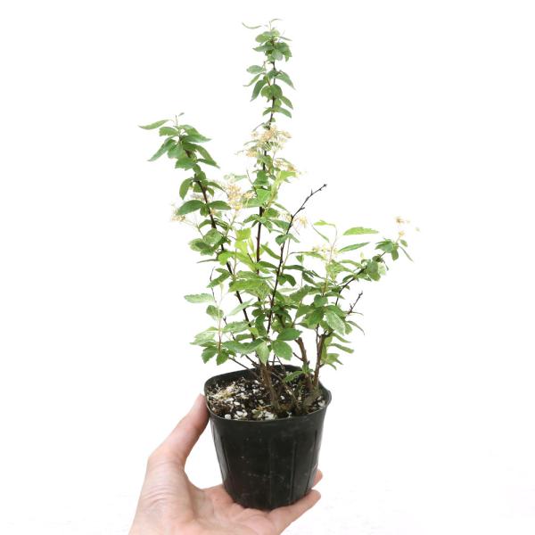 _gardening　山野草　ガーデニング　花　苗　シモツケ　ｖａｎｈｏｕｔｔｅｉ　Ｐｉｎｋ　Ｉｃｅ　Ｓｐｉｒａｅａ　ｃａｎｔｏｎｉｅｎｓｉｓ　小手毬　スズカケ　植物　植物生体　ガーデニング生体　育て方　育成方法　栽培方法　bnr_hrgm...
