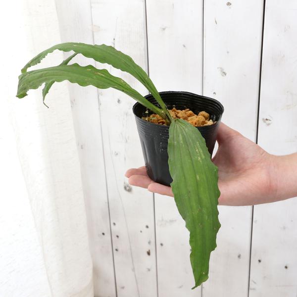 kotenplant　_gardening　ガーデニング　山野草　テラリウム　ＲＭ　Ｃａｌａｎｔｈｅ　ｐｕｂｅｒｕｌａ　20140205　sannyasou_2014　rFyymvdr　N3tqvA7D　MkTt30hZ　greepla10...