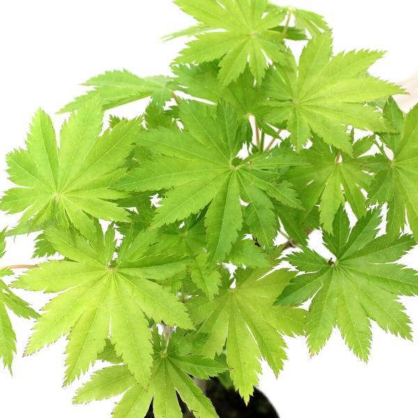 kotenplant　_gardening　ガーデニング　山野草　もみじ　紅葉　Ａｃｅｒ　ｊａｐｏｎｉｃｕｍ　20190604　RM　植物　植物生体　ガーデニング生体　plants_momiji　育て方　育成方法　栽培方法　カエデ　楓　ハウ...