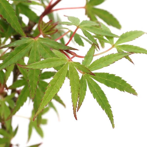 kotenplant　_gardening　観葉植物　苗　鉢植え　ポット　ガーデニング生体　育て方　育成方法　栽培方法　管理方法　植物　植物生体　植木　種類　剪定　園芸　山野草　モミジ　紅葉　椛　イロハモミジ　色葉もみじ　苗木　カエデ　楓　...