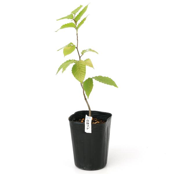 _gardening　ガーデニング　山野草　Ｆａｇｕｓ　ｃｒｅｎａｔａ　20190609　ＲＭ　盆栽　庭木　シンボルツリー　樹木苗　樹木　園芸　植物　植物生体　ガーデニング生体　育て方　育成方法　栽培方法　シラカミブナ　白神　山毛欅　ぶな　...